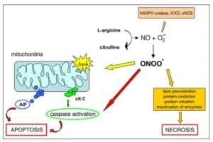 What is Cell Death? | BioExplorer.net