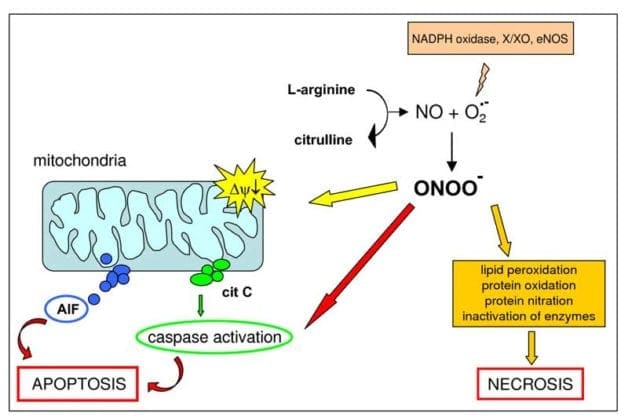 What is Cell Death? | BioExplorer.net