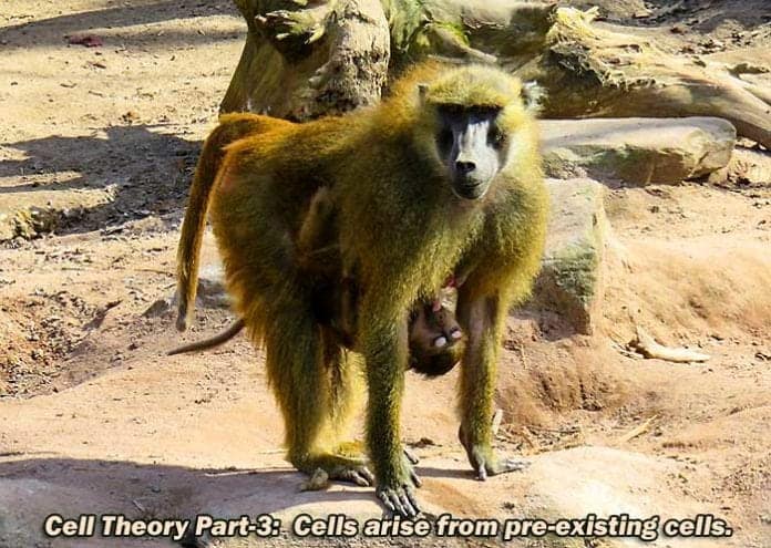 3 Parts of Cell Theory | Modern Cell Theory | History of Cell Theory