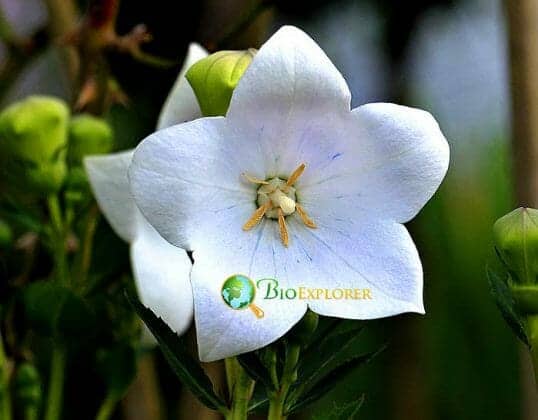 Balloon Flower | Japanese Snowdrop | Chinese Bell Flower | BioExplorer