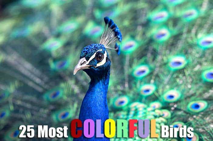 Colorful Birds | 25 Most Beautiful Birds | Biology Explorer