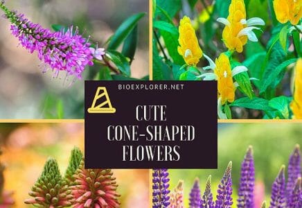 30+ Thread-Like Flowers | Flowers That Resemble Threads | BioExplorer