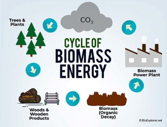 Top 20 Biomass Energy Pros and Cons (Updated 2023)