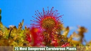 Top 25 Plants That Eat Bugs | Predator Plants | Carnivorous Plants ...