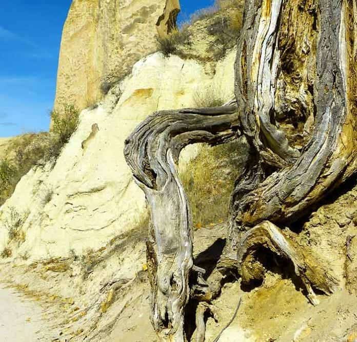 Biological Weathering Definition, Process, Types & Examples