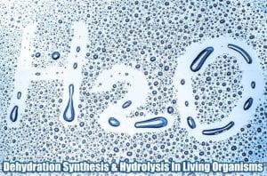 Dehydration Synthesis And Hydrolysis | Types, Reactions, & Roles
