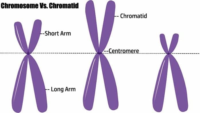 5 Differences Between Chromosome and Chromatid | BioExplorer.Net