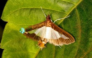 What Do Moths Eat? | What Eats Moths? | Moths Diet By Types