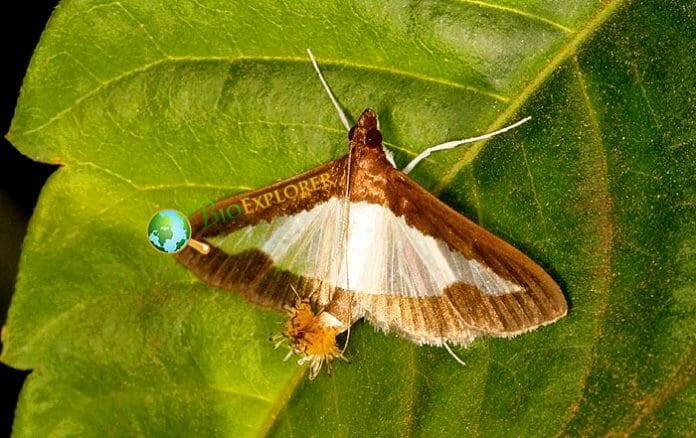 What Do Moths Eat? | What Eats Moths? | Moths Diet By Types