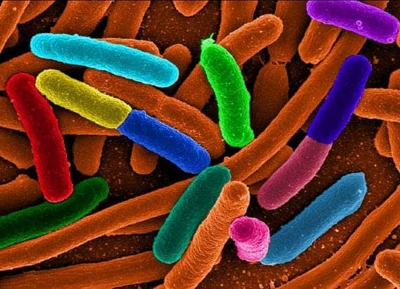 What is E-Coli? | E-Coli Studies | BioExplorer.net