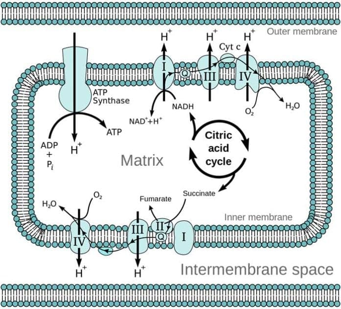 Cellular Respiration Equation, Types, Stages, Products & Diagrams