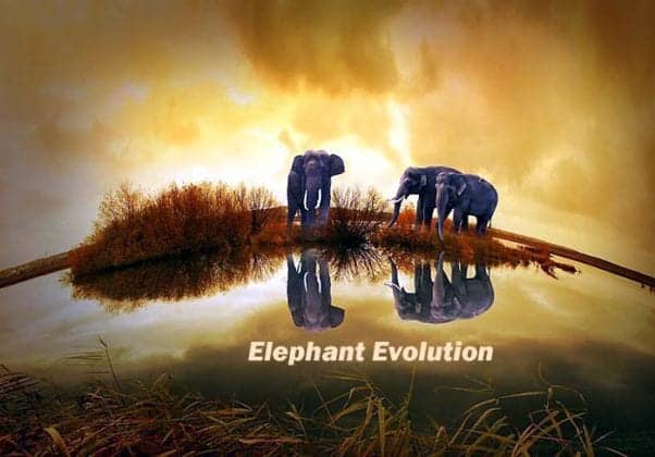 Elephant Evolution | From Moeritherium To Modern Day Elephants