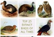 Flying Dinosaurs | Pterodactyl, Quetzalcoatlus, & Dimorphodon