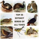 Top 35 Extinct Birds of All Times | Causes of Mass Extinction of Birds