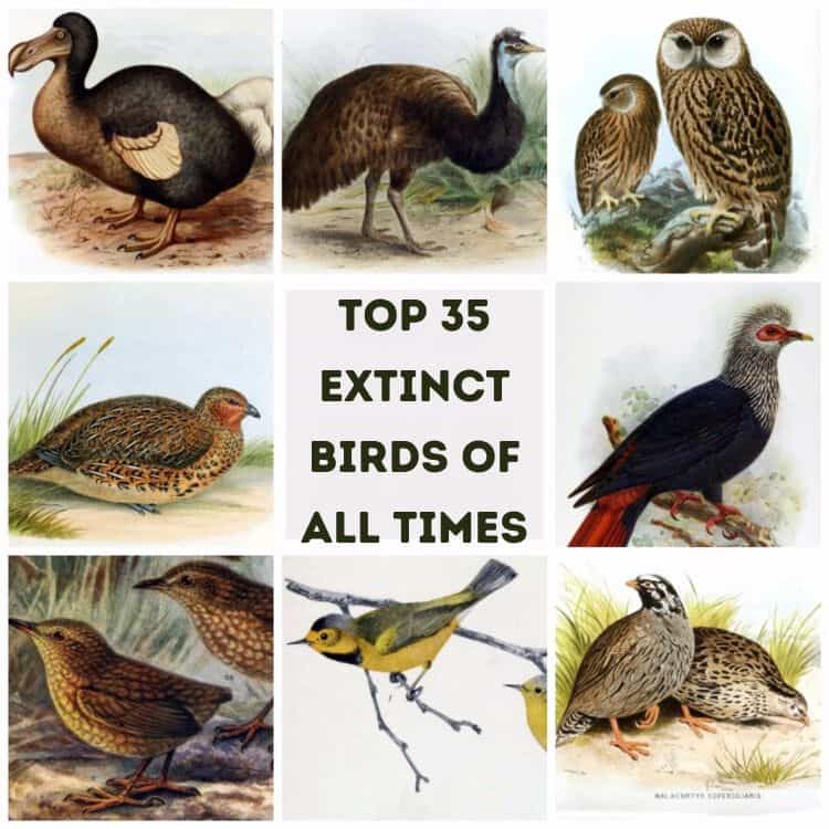 Top 35 Extinct Birds of All Times | Causes of Mass Extinction of Birds