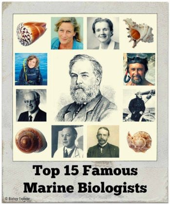 Top 15 Famous Marine Biologists of All Time | Biology Explorer