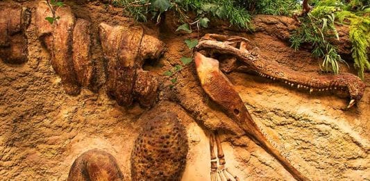 paleontologist Archives - BioExplorer.Net