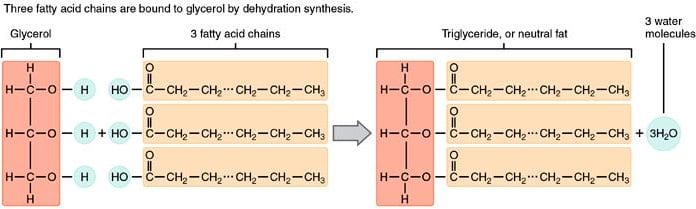 Building Blocks of Lipids | Structure,Function,Examples of Lipids