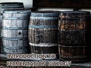 Introduction To Fermentation Biology | Types of Fermentation | BioExplorer