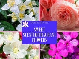 Welcome To Biology Explorer | Biology News | BioExplorer.net