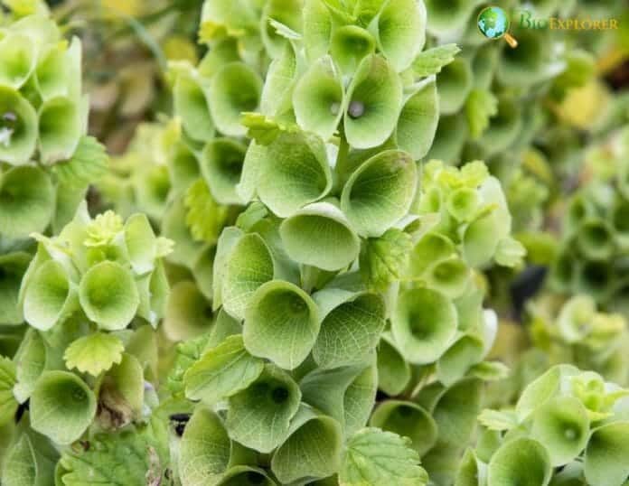 Bells of Ireland Flower | Fresh Bells | Bell-shaped Flower | BioExplorer