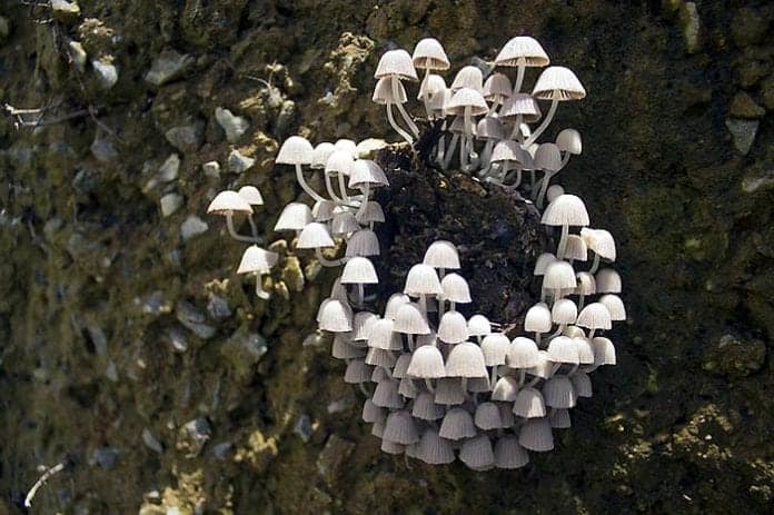 How Do Fungi Reproduce? | Types of Fungi Reproduction | BioExplorer