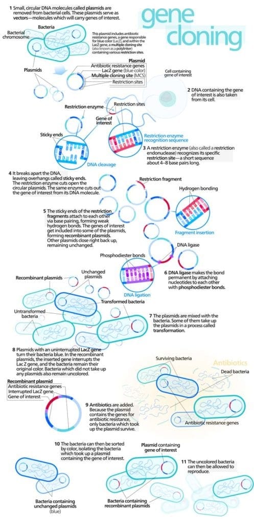 Recombinant Proteins Definition | History, Methods & Applications