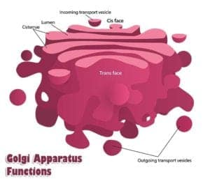 Top 8 Golgi Apparatus Functions In Cell | Golgi Body Functions