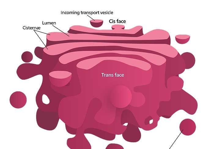 Mesenchymal Stem Cells | Properties, Process, Functions, & Therapies