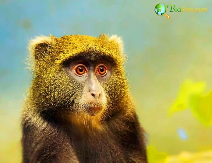 Green Monkeys | Olive Monkeys | Types of Green Monkeys