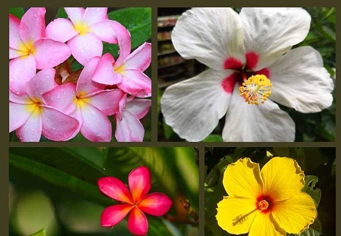 Order Geraniales Characteristics | Geranium Flowers | BioExplorer.net