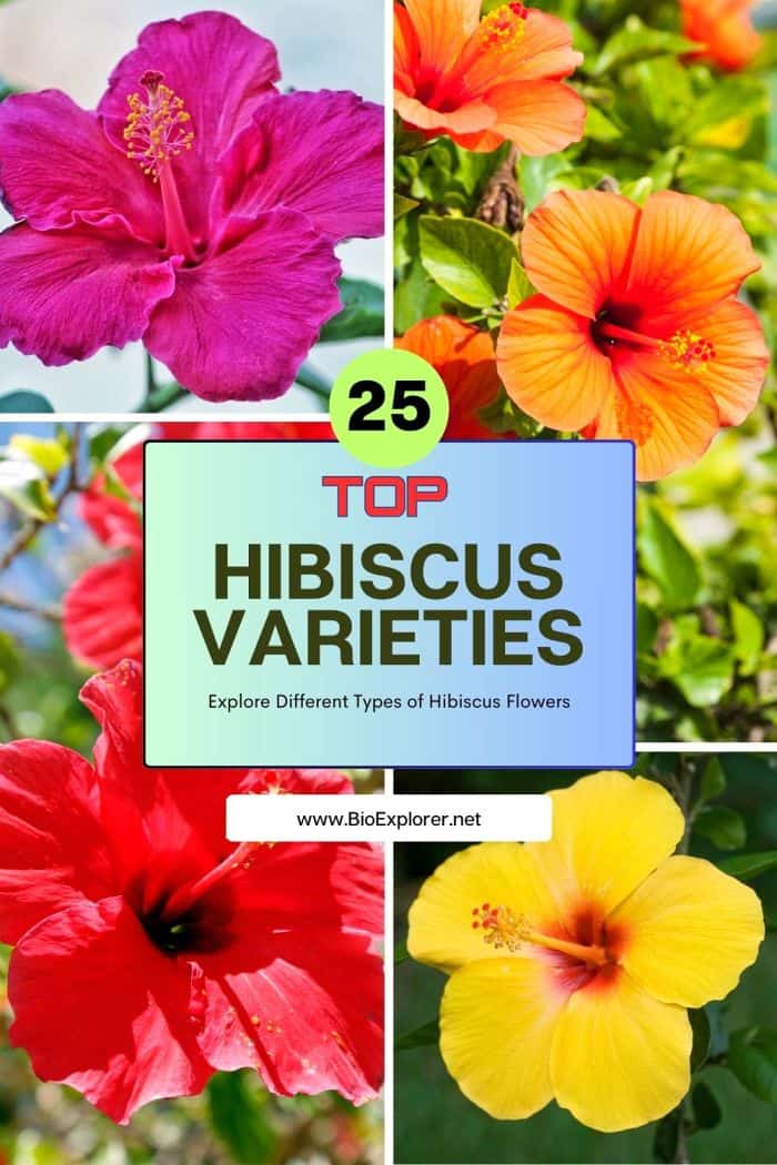 Hibiscus Varieties | Types of Hibiscus Flowers | BioExplorer