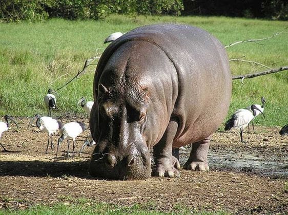 What Do Hippos Eat? | Hippos Diet By Types | What Eats Hippos?