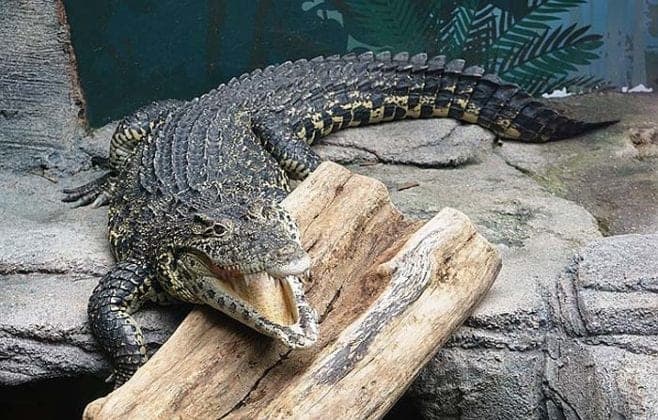 What Do Alligators Eat? | American Alligator & Chinese Alligator Diet