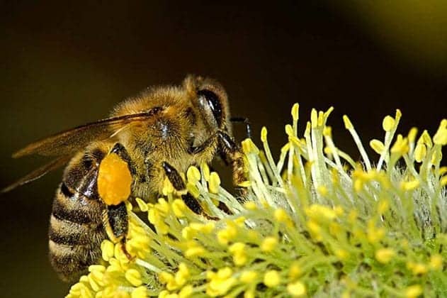 What Do Bees Eat? | Types of Bees & Their Diet | What Eats Bees?