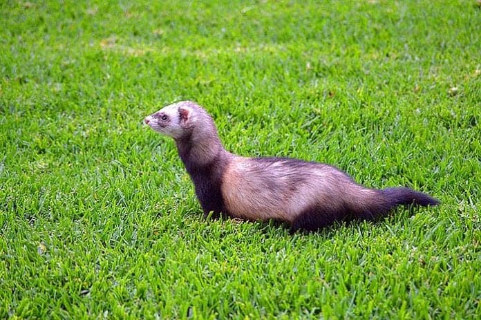 What Do Ferrets Eat? | Ferrets Diet By Types | What Eats Ferrets?