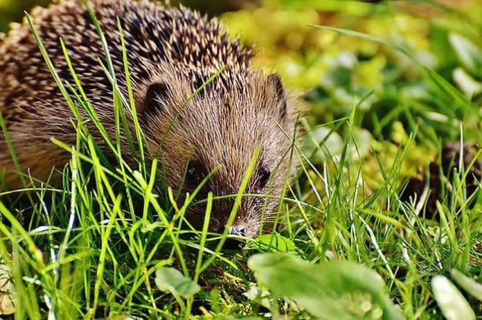 What Do Hedgehogs Eat? Hedgehogs Diet By Types | BioExplorer
