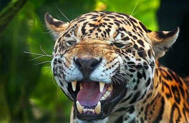 What Do Jaguars Eat? | Jaguars Diet By Types | Biology Explorer