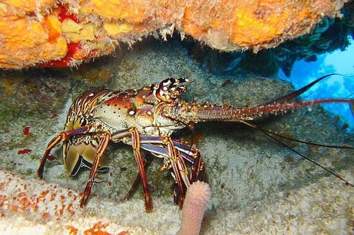 What Do Lobsters Eat? | Lobsters Diet by Types | Biology Explorer