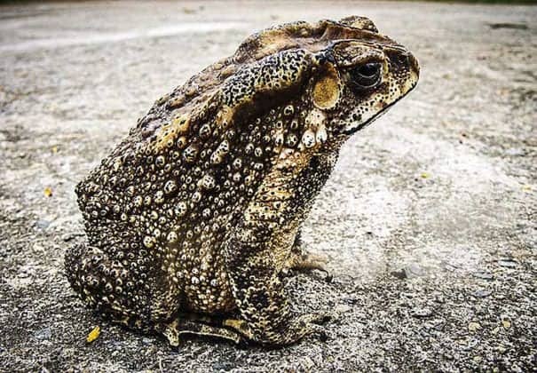 What Do Toads Eat? | Toads Diet By Types | What Eats Toads?