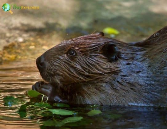 What Do Beavers Eat? | Beavers Diet By Types | BioExplorer.net