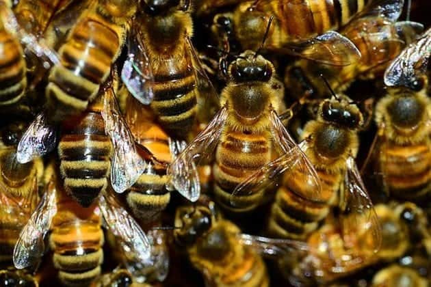 What Do Bees Eat? | Types of Bees & Their Diet | What Eats Bees?