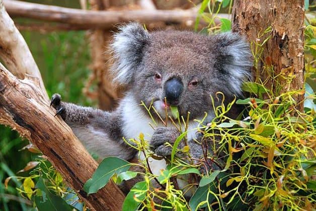 What Do Koalas Eat? | What Eats Koalas? | Biology Explorer