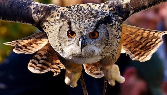 What Do Owls Eat? Owls Diet By Types | What Eats Owls? | BioExplorer