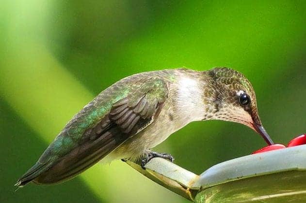 What Do Hummingbirds Eat? | Hummingbirds Diet By Types | BioExplorer