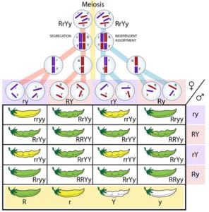 What Is The Chromosome Theory Of Inheritance? | Biology Explorer