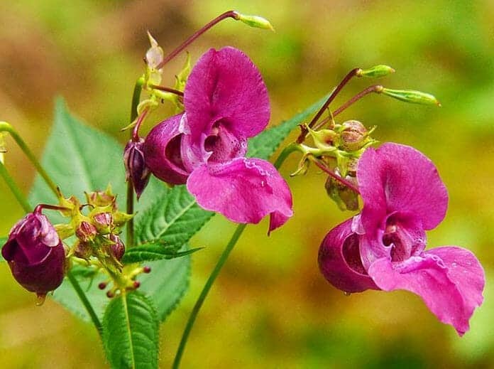 Balsam Flower | Impatiens balsamini | Spotted Snapweed | Touch-me-not
