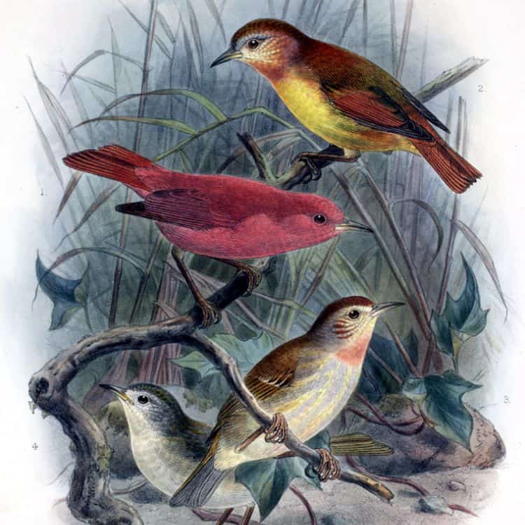 Top 35 Extinct Birds of All Times | Causes of Mass Extinction of Birds