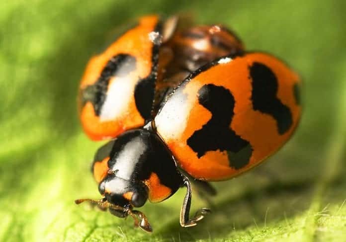 What Do Beetles Eat? | Beetles Diet | Can Beetle Eat Animals Too?