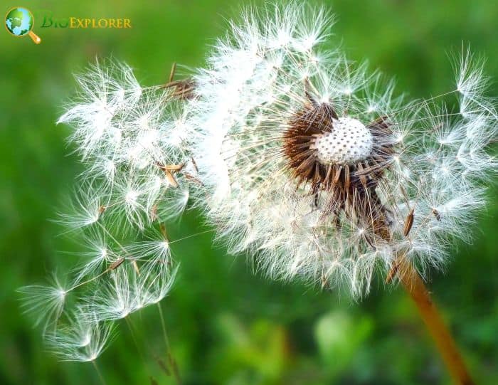 What Do Ladybugs Eat? | Ladybug Diet By Species | BioExplorer